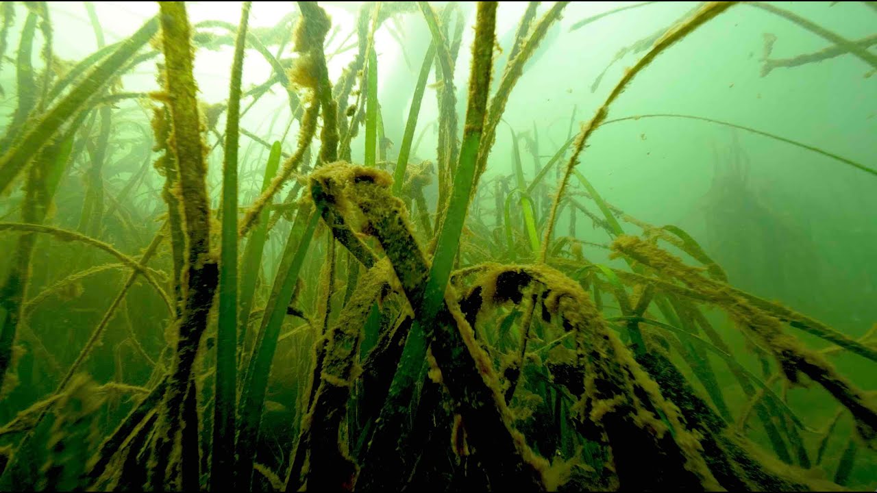 Salish Sea Wild: Seagrass Ecosystems Can Significantly Reduce Human Bacterial Pathogens in Seafood