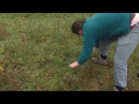 Field Work: Using a Quadrat