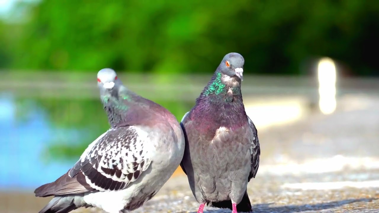 Discover Urban Birds: The Charm of Pigeons! 🕊️ #Pigeons #UrbanWildlife #youtube