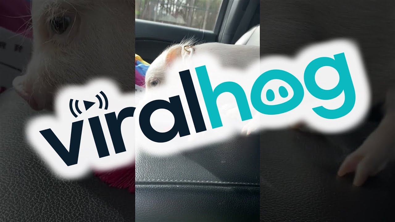 Mini Pig Poses With Fresh Bling || ViralHog