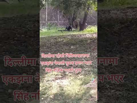 Nepali in India#india #lion #nepali #zoo