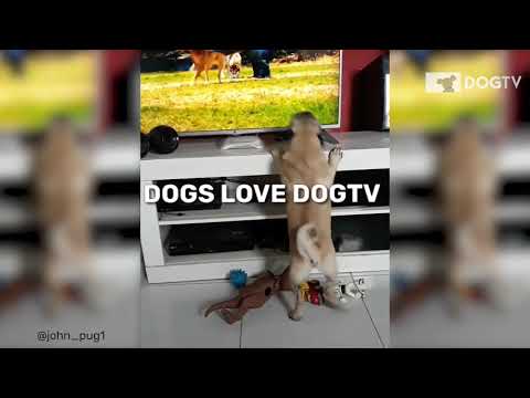 Dogs love watching DOGTV