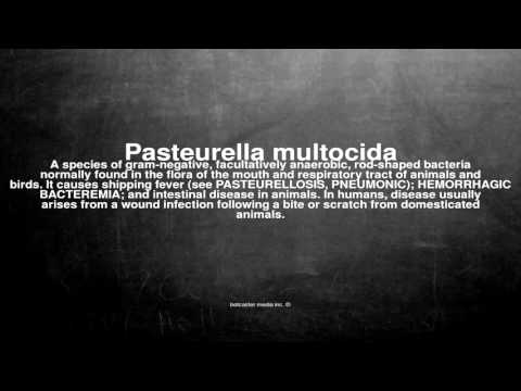 Medical vocabulary: What does Pasteurella multocida mean