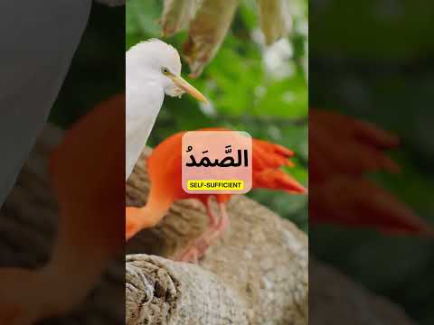 This Arabic word is mentioned only once in the Quran