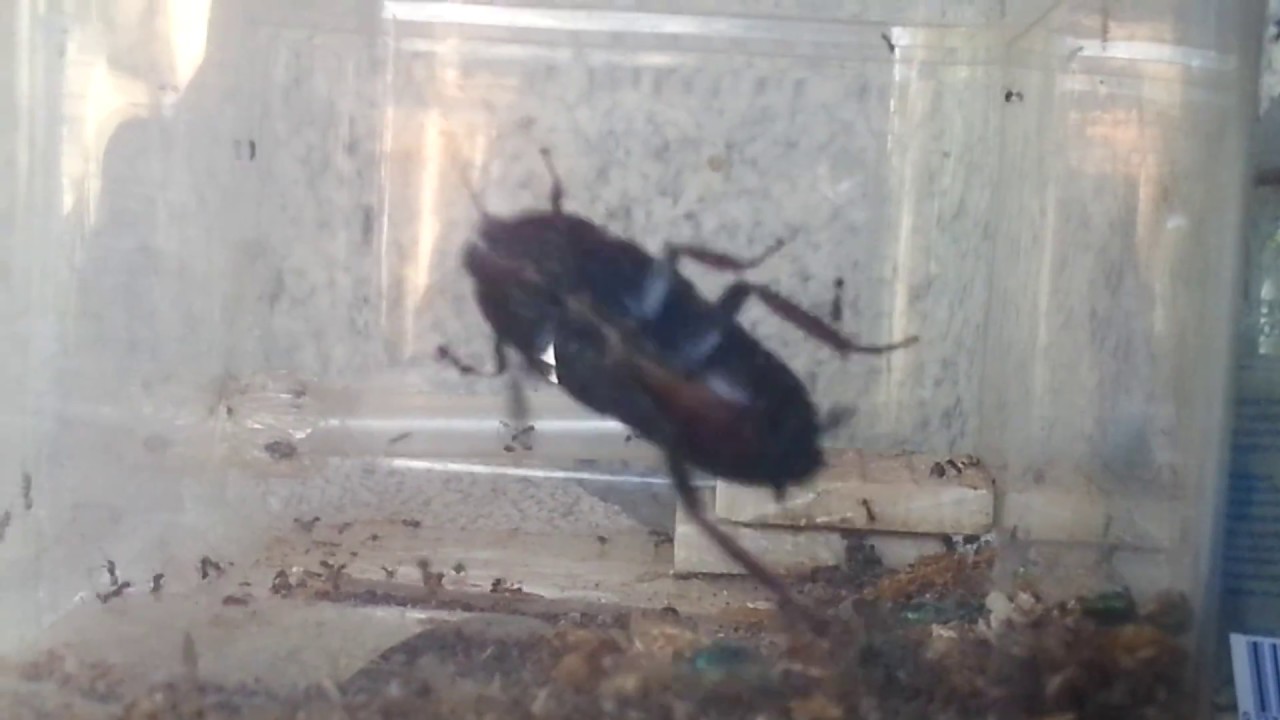 Pheidole vs Cockroach Part 1