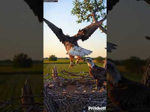 I am Leaving and Will Be Back - Fledgling Morning Routine 9 :16-100 #eagles #fledglings #shorts