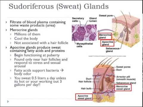 Nails and Glands of the Body