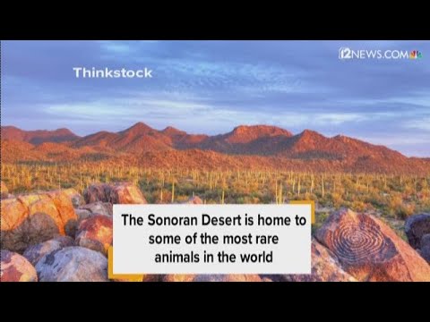 Animals unique to the Sonoran Desert
