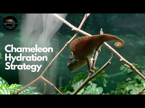 Your Chameleon Hydration Strategy!