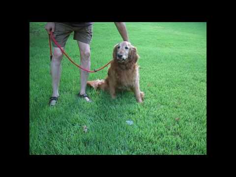 Beau Good Dog Rescue