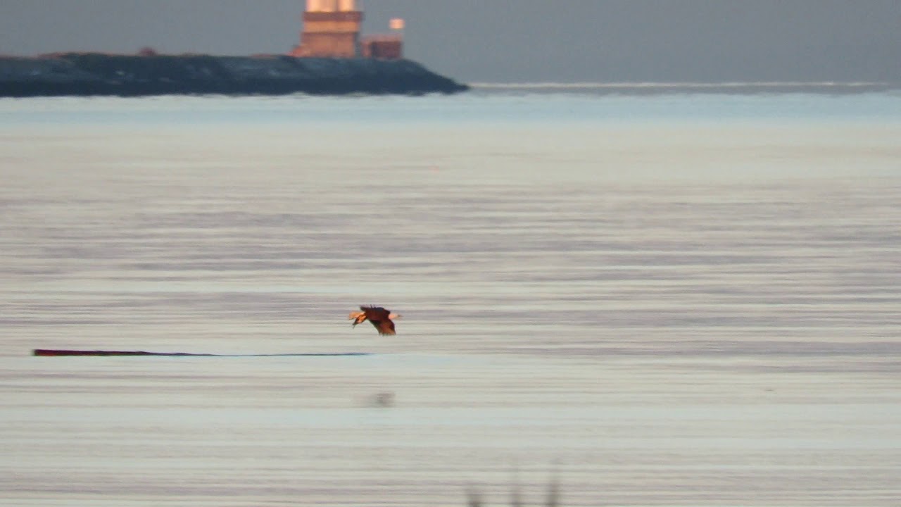 Bald Eagle catches duck at Iona beach