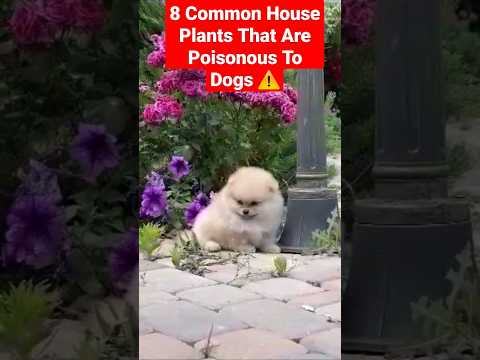 8 Common House Plants That Are Poisonous To Dogs⚠️ #bully #pets #puppy #doglover #cutedog #shorts