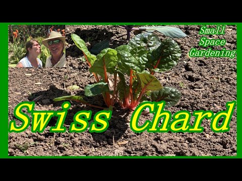 How To Grow Swiss Chard in a Small Space Garden
