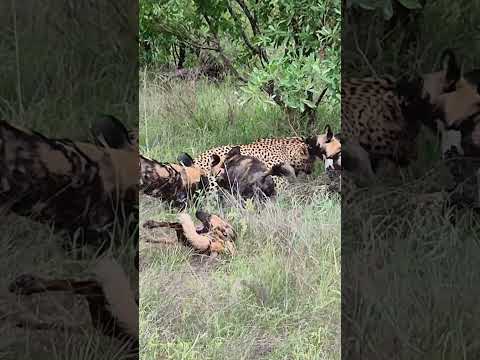 Leopard Paralyzes Wild Dog as the Pack Fights Back