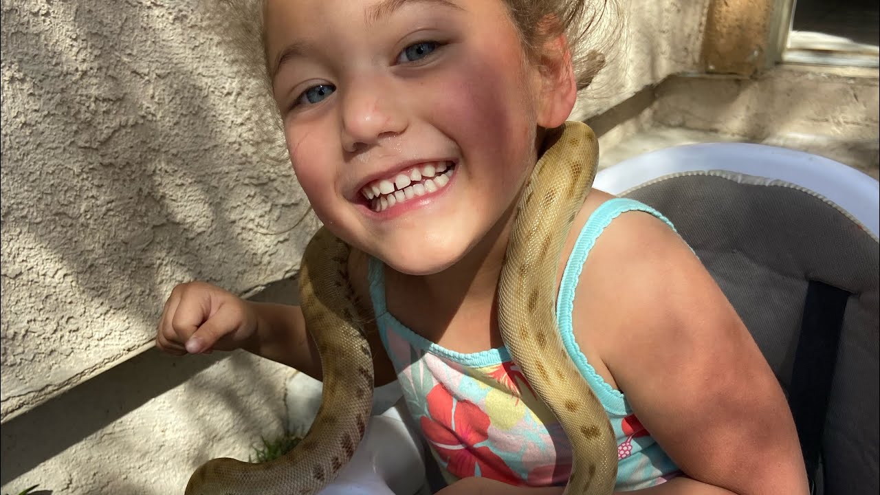 Green Burmese Python