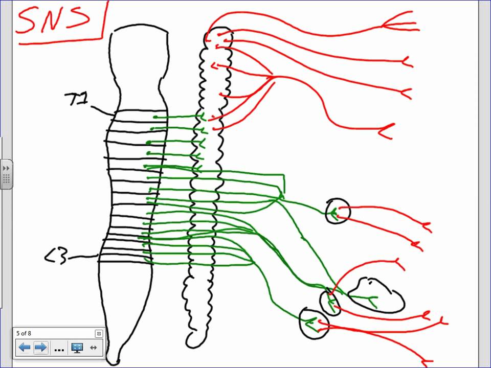 Autonomic Nervous System Anatomy Introduction.pptx