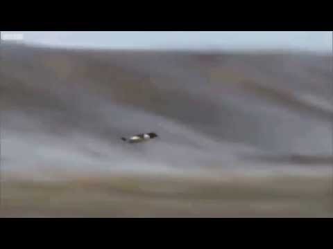 Steam Community :: Video :: Bird Crash