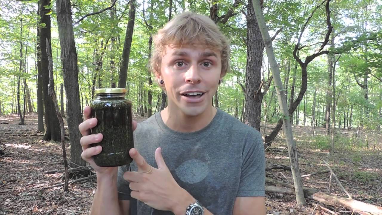 Boneset - Identification, Medicinal Benefits, and Medicine Making with Adam Haritan
