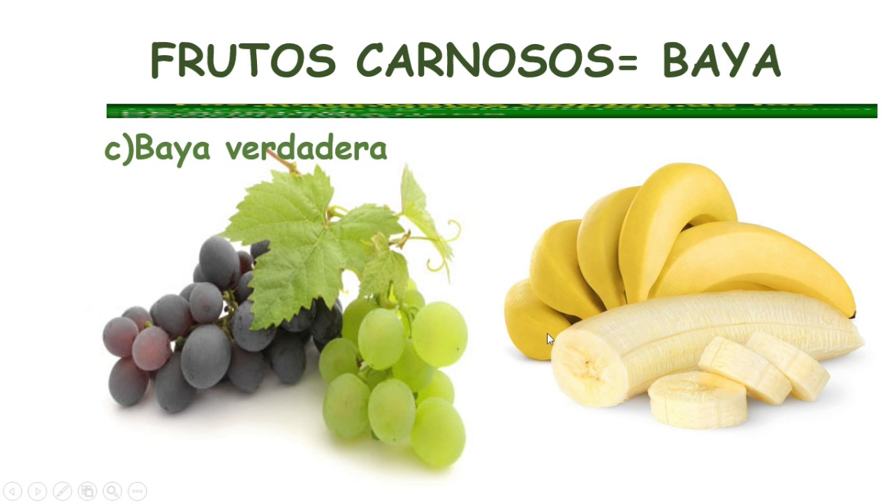 MORFOLOGIA DEL FRUTO II