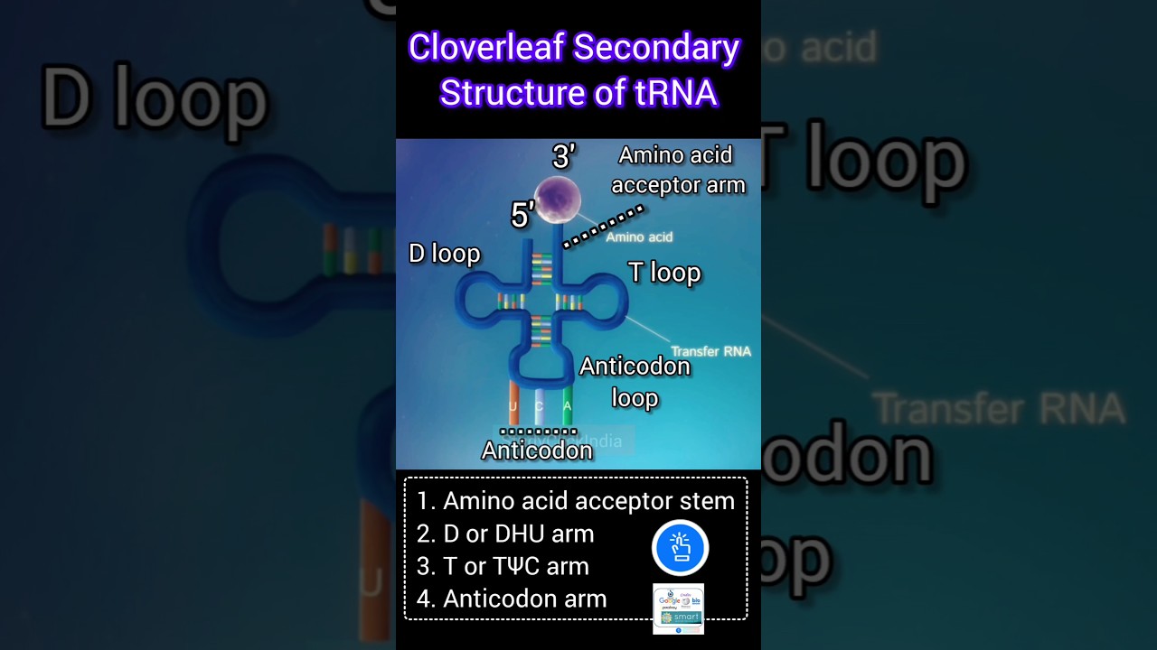 Cloverleaf Secondary Structure of tRNA