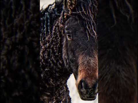 This Horse Has Curly Hair #shorts #facts