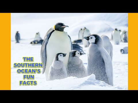 THE SOUTHERN OCEAN’s FUN FACTS| News for kids
