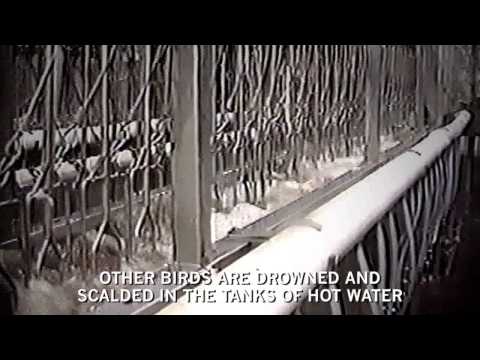 The Dark Side of Your Plate: The Slaughterhouse Reality