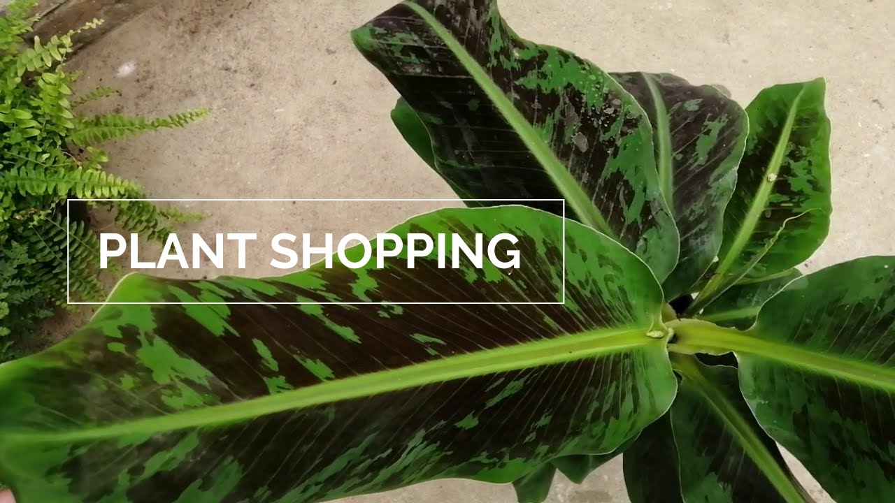 Plant Shopping at Ferndale Nursery
