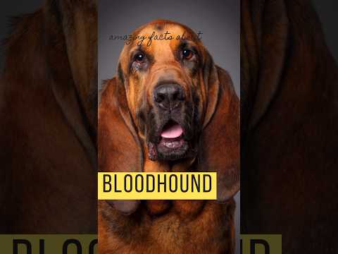 Fascinating Truth Behind Bloodhounds and Their Scottish Cousins! 🐶🦮 #bloodhound #shortsvideo