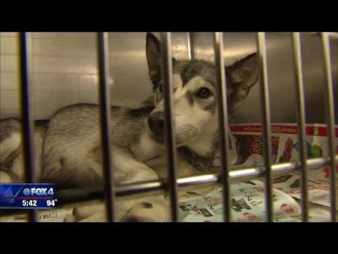 Fort Worth animal shelter over capacity, again