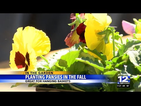 In The Garden: Fall pansies
