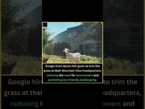 DID YOU KNOW!! GOOGLE HIRED ABOUT 200 GOATS 🐐 TO TRIM THE GRASS