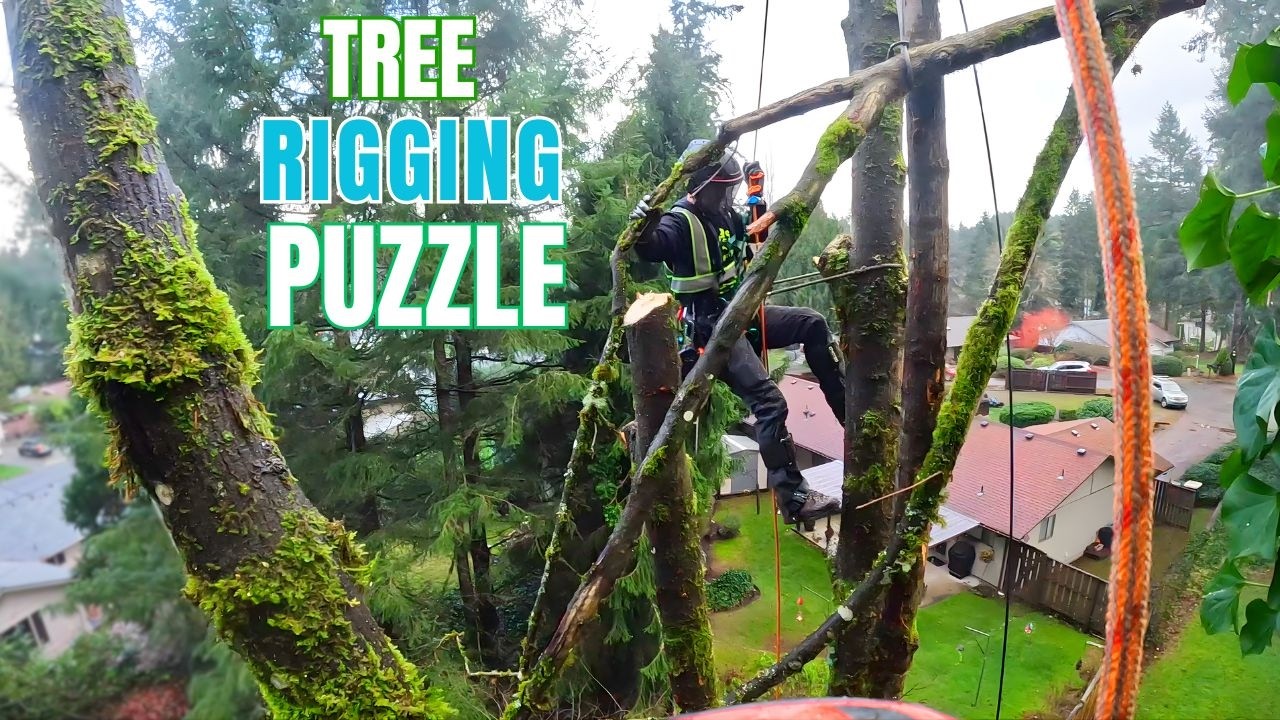 Removing Three Maple Trees Over a Fence.