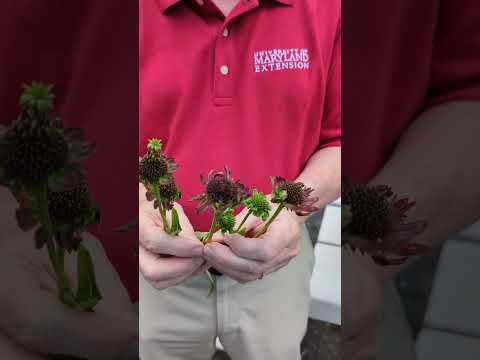 Aster Yellows Disease on Coneflowers