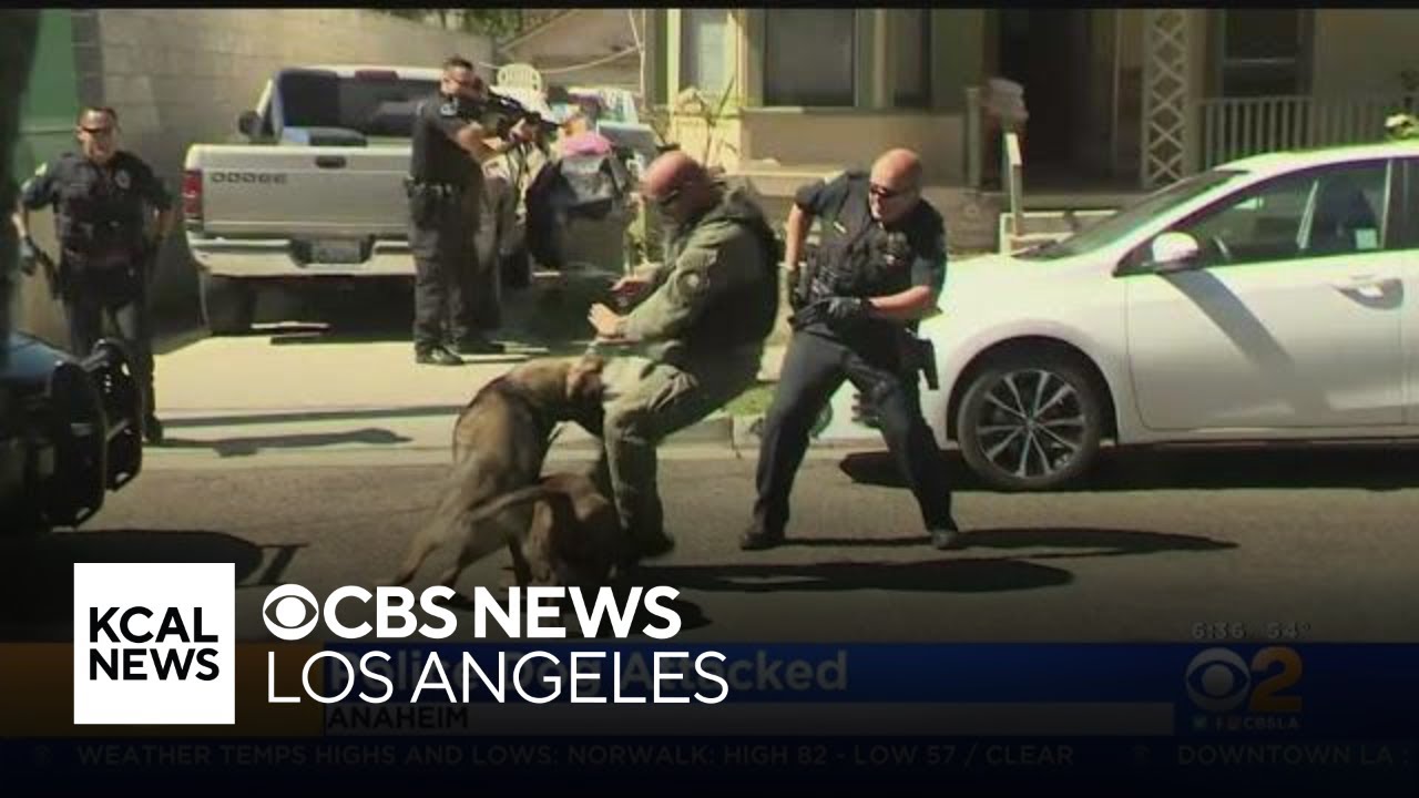 Caught On Video: Police K-9 Attacked By Pit Bull In Anaheim