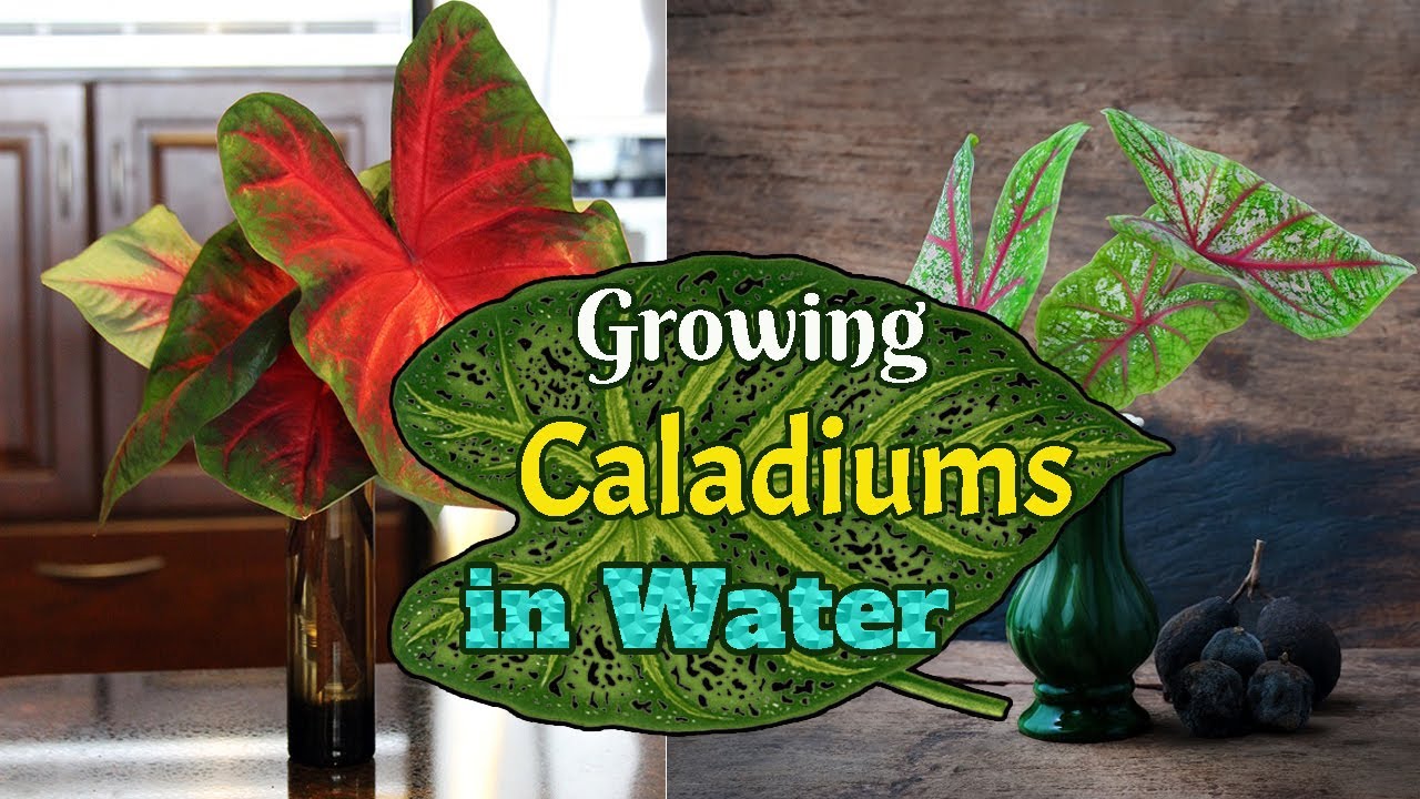 Growing Caladiums in Water