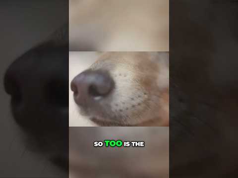 "How Dog Nose Prints Could Revolutionize Lost Pet Recovery"