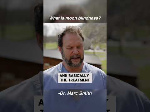 What is Moon Blindness in Horses? By Marc Smith, DVM, MS