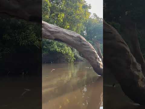 Stream in Region 7, Guyana