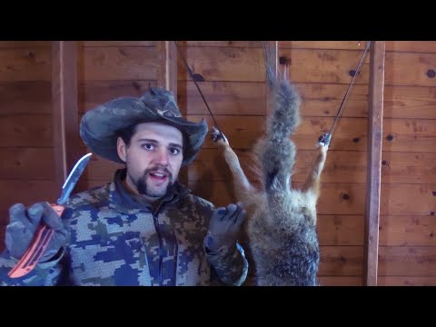 Coyote steaks | Natural History