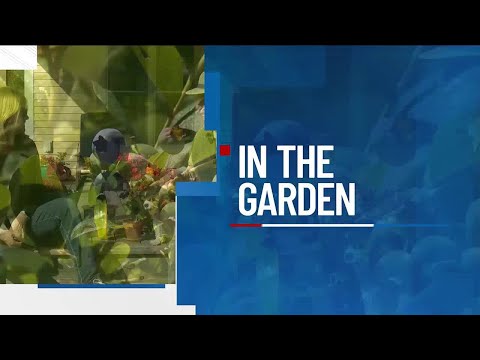 In the Garden: Holiday cactus season