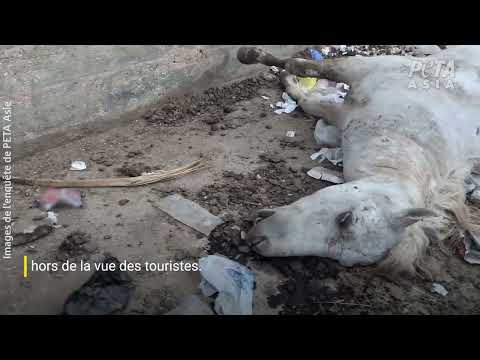 Images inédites : un cheval momifié près des pyramides de Gizeh
