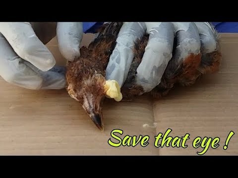 CORYZA in Chickens,Sighns ,Symptoms, Remedy and Clearing the eye,