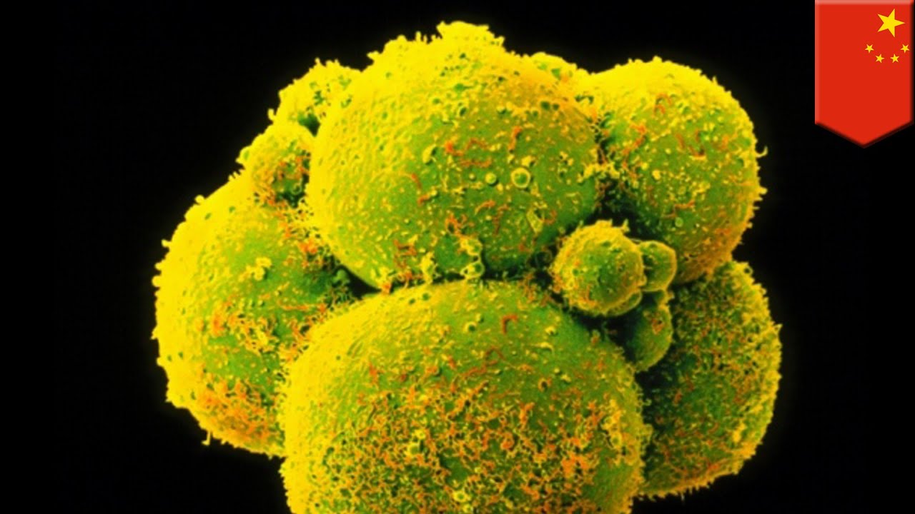 Genetically modified human embryos: Chinese scientists raise concerns after editing embryo DNA