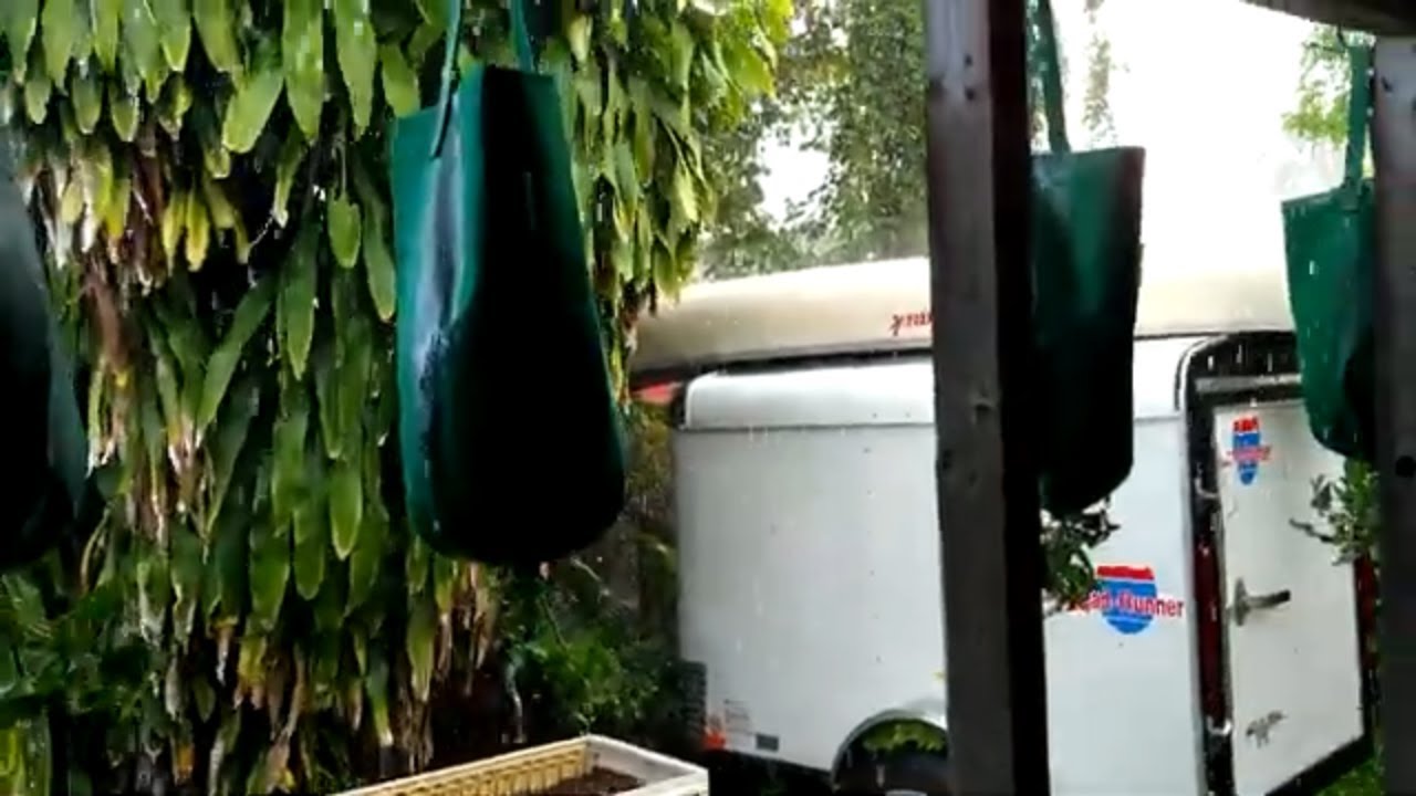 Pri gardens upside down tomato planter review