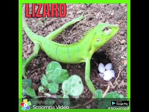 Animals that Lay Eggs by Bhavna Jha