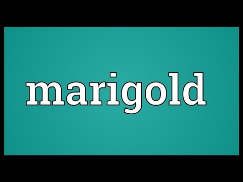 Marigold Meaning