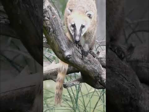 😍coatimundi😍 #coatimundi #animalshorts #animals #amazonjungle