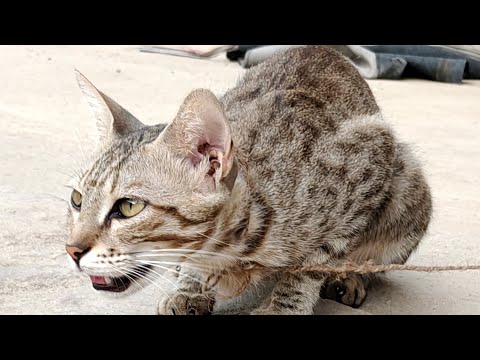 MY cute cat 😻😺 watching full video ।।My 4th video