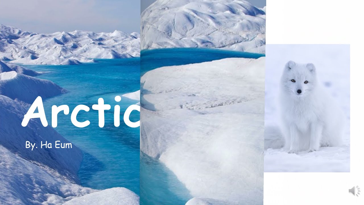 Arctic Fox Adaptation | Ha Eum